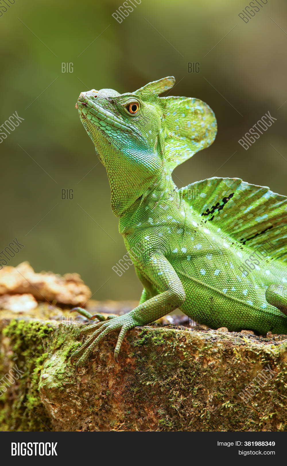 Male Plumed Basilisk ( Image & Photo (Free Trial) | Bigstock
