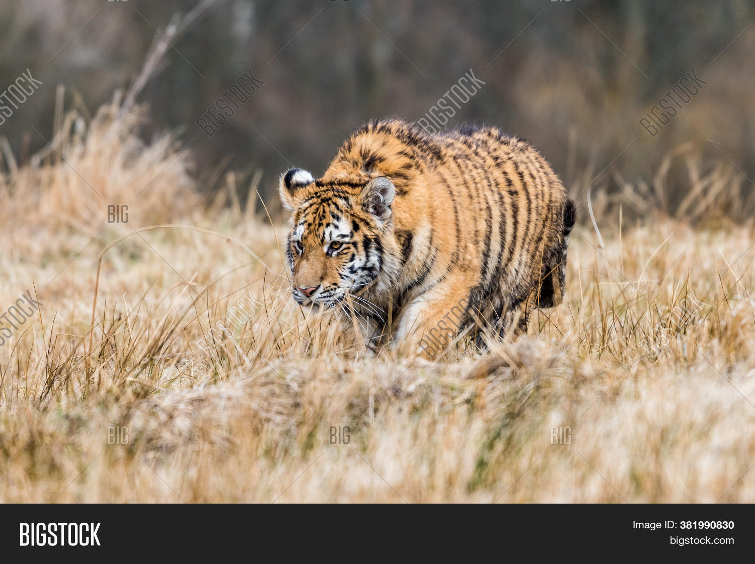 Siberian Tiger Running Image & Photo (Free Trial) | Bigstock