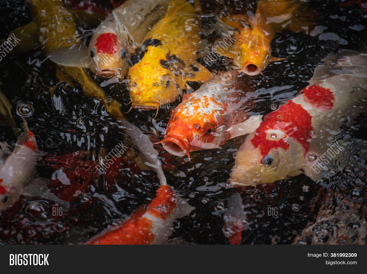 Colorful Koi Fish Fish Image & Photo (Free Trial) | Bigstock
