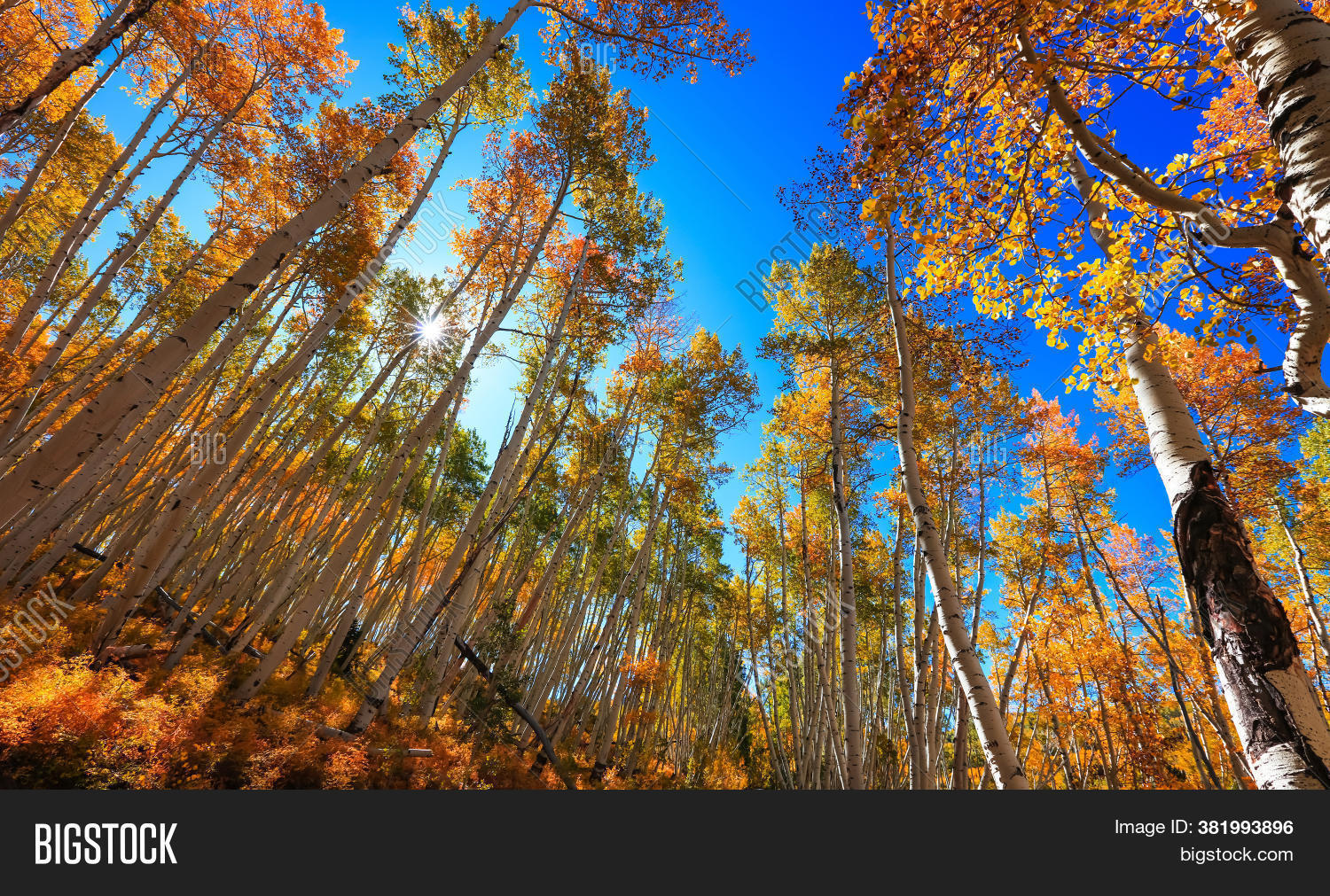 Tall Aspen Trees Image & Photo (Free Trial) | Bigstock