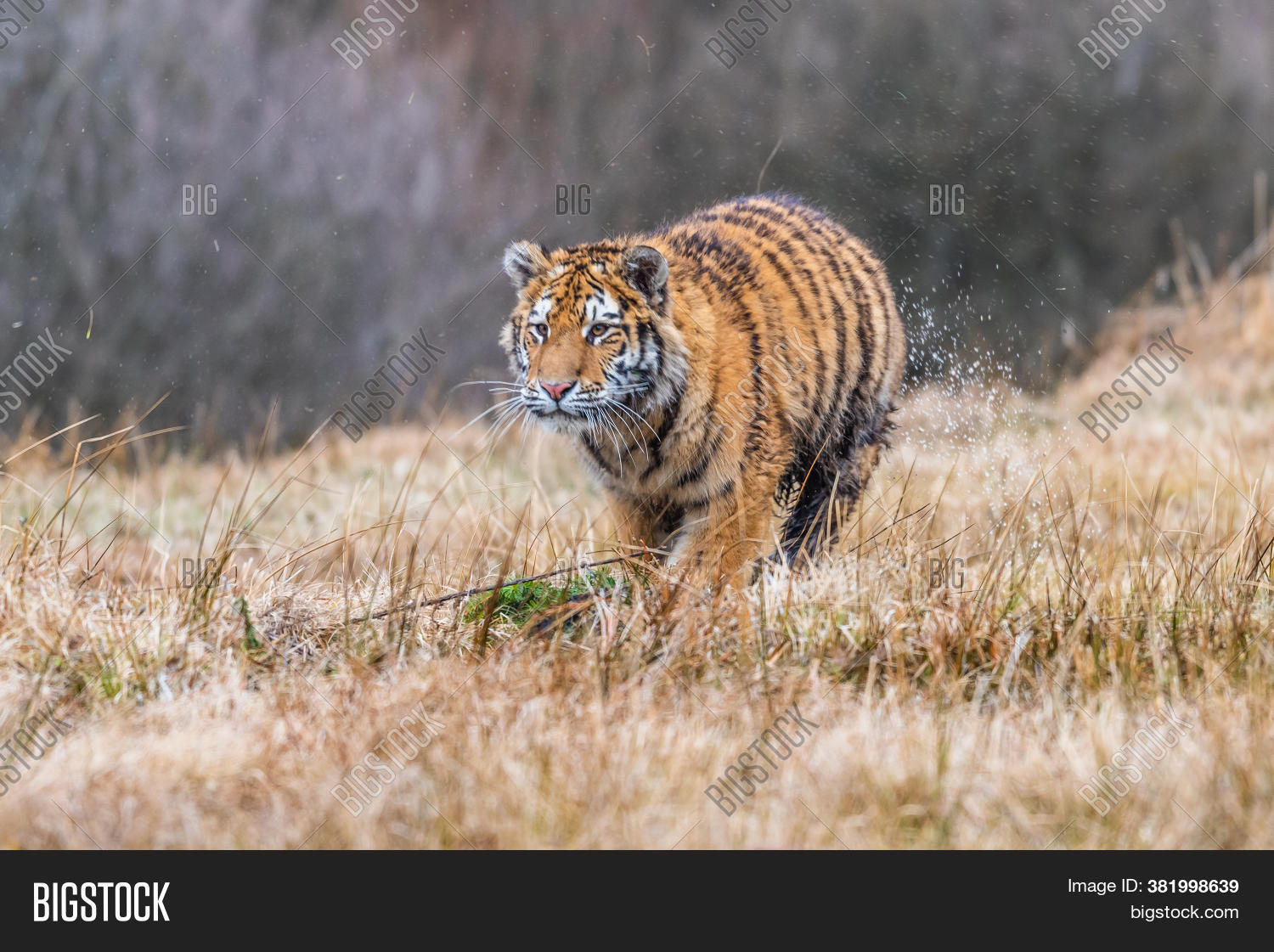 Siberian Tiger Running Image & Photo (Free Trial) | Bigstock