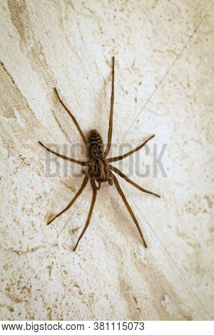 Close Angle Spider, Image & Photo (Free Trial) | Bigstock