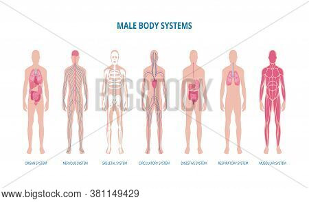 Male Body System Vector & Photo (Free Trial) | Bigstock