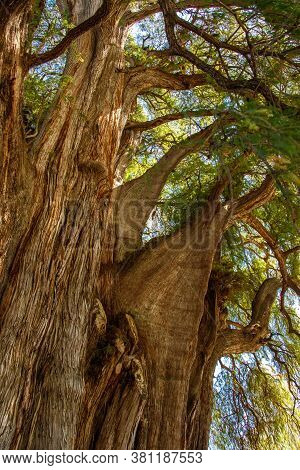 Impressive Old Cypress Image & Photo (Free Trial) | Bigstock
