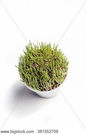 Sprouts, Sprouted Rye Image & Photo (Free Trial) | Bigstock