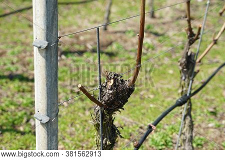 Grapes Fruit Stands Image & Photo (Free Trial) | Bigstock