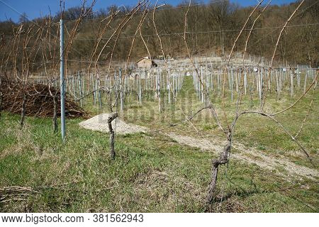 Grapes Fruit Stands Image & Photo (Free Trial) | Bigstock