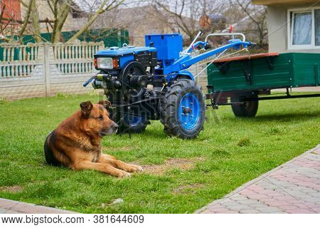 Dog Tractor, Dog Image & Photo (Free Trial) | Bigstock