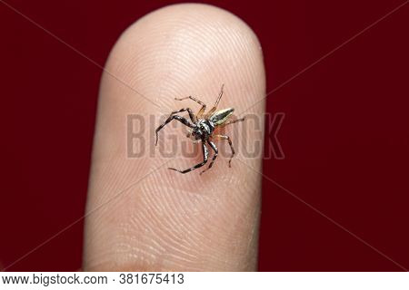 Beautiful Jumping Image & Photo (Free Trial) | Bigstock