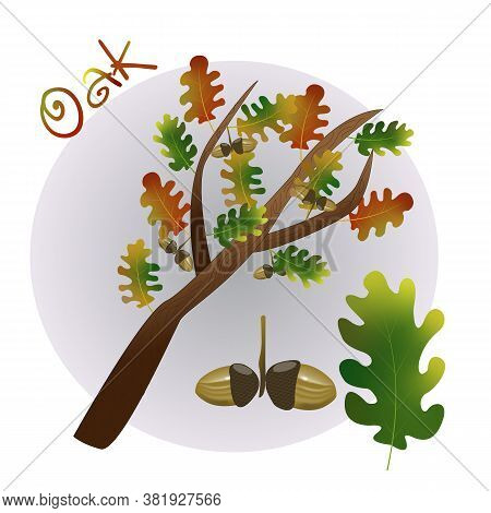 Vector Oak Tree Life Vector & Photo (Free Trial) | Bigstock