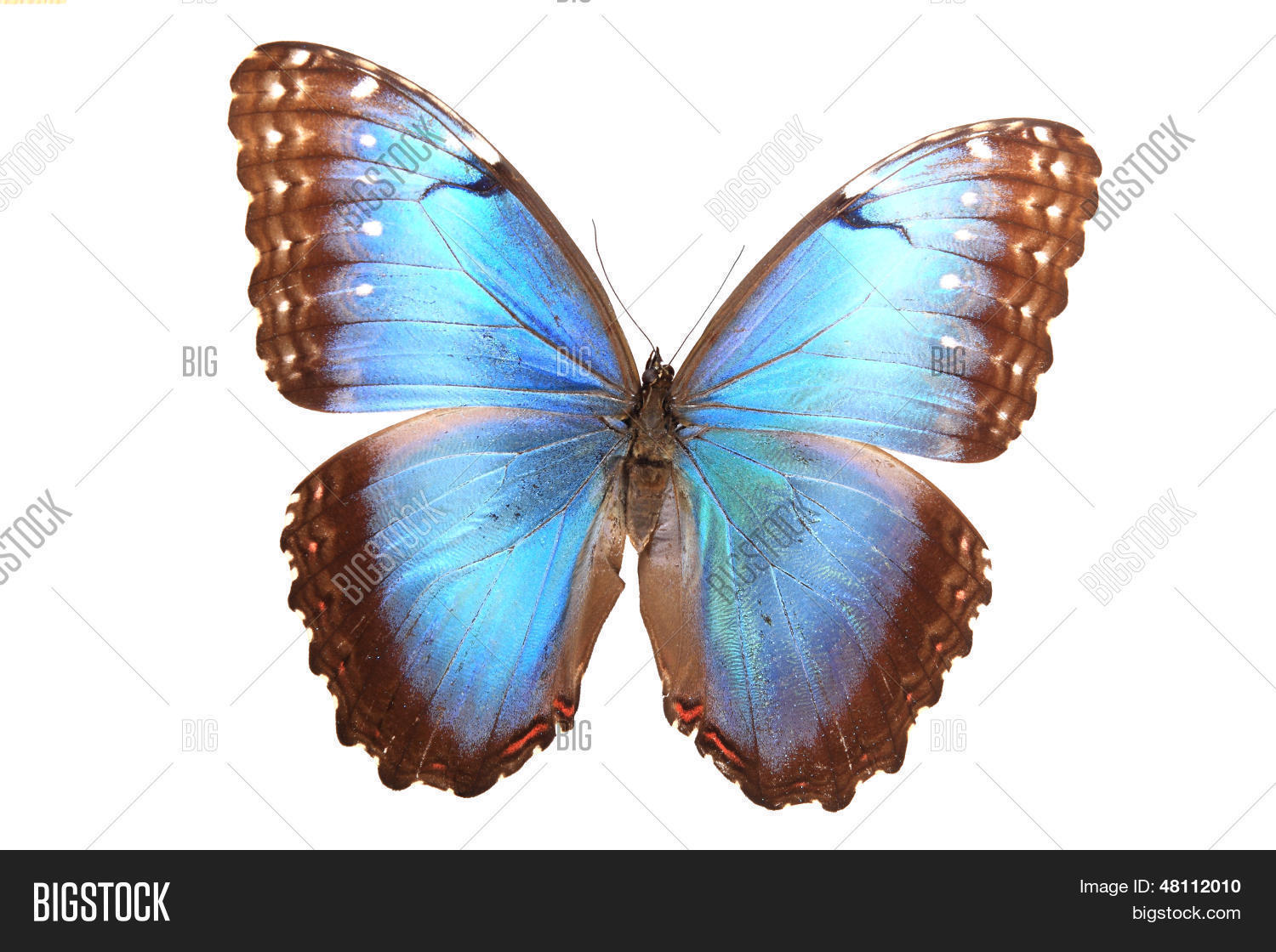 Morphidae: Morpho Image & Photo (Free Trial) | Bigstock
