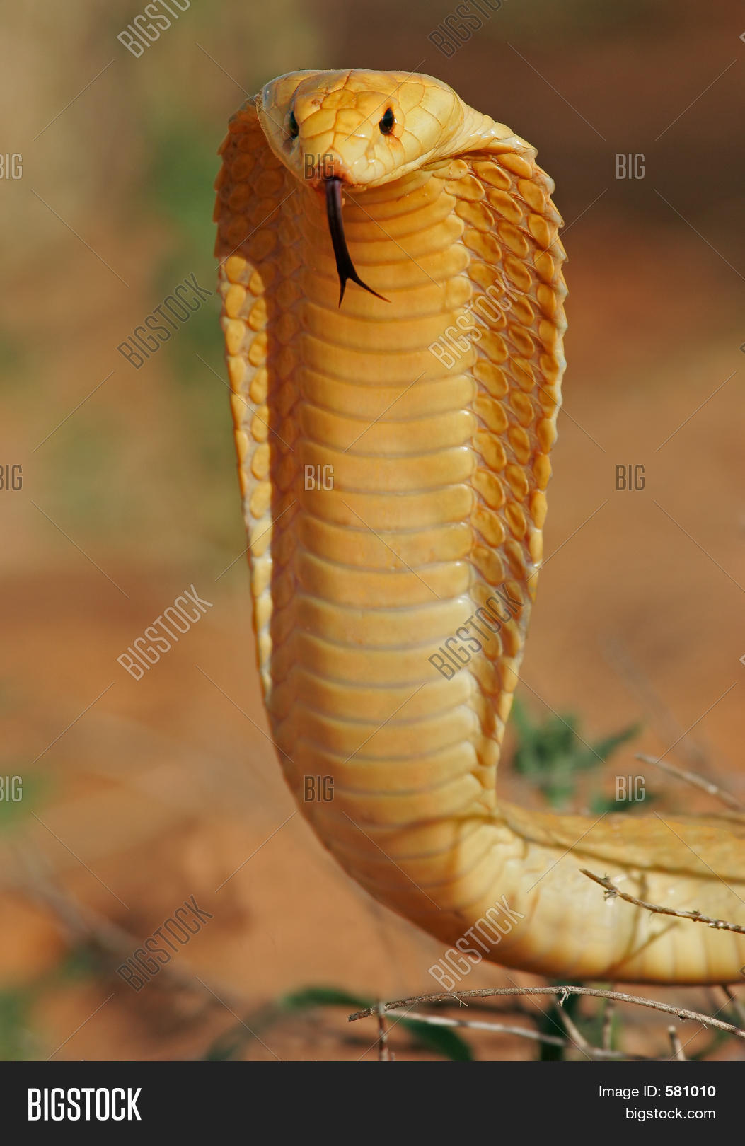 Cape Cobra Image & Photo (Free Trial) | Bigstock