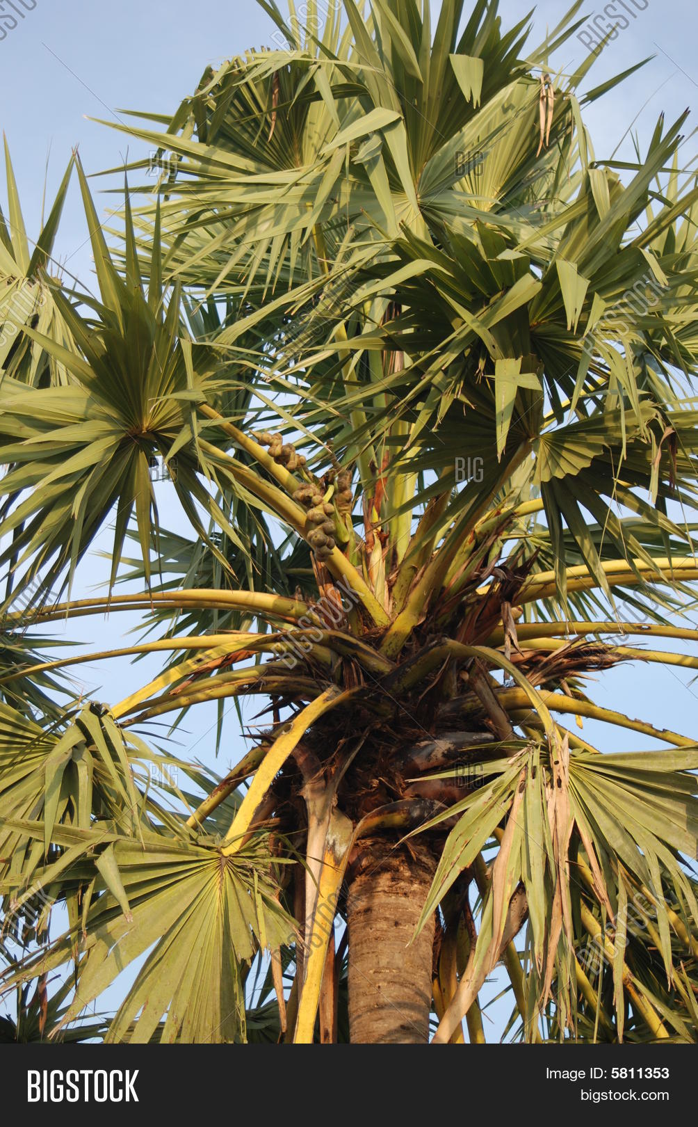 Asian Palm Tree Fruits Image & Photo (Free Trial) | Bigstock