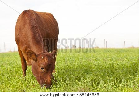 Bonsmara Images, Illustrations & Vectors (Free) - Bigstock