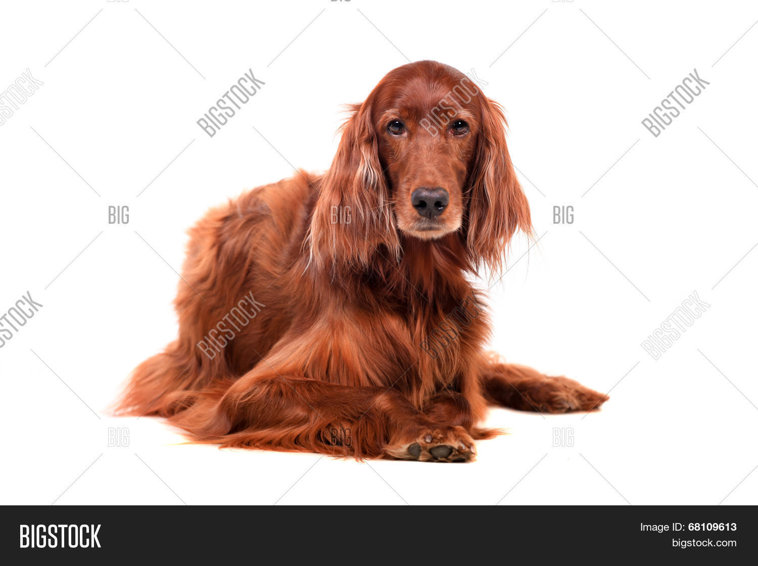Irish Red Setter On Image & Photo (Free Trial) | Bigstock