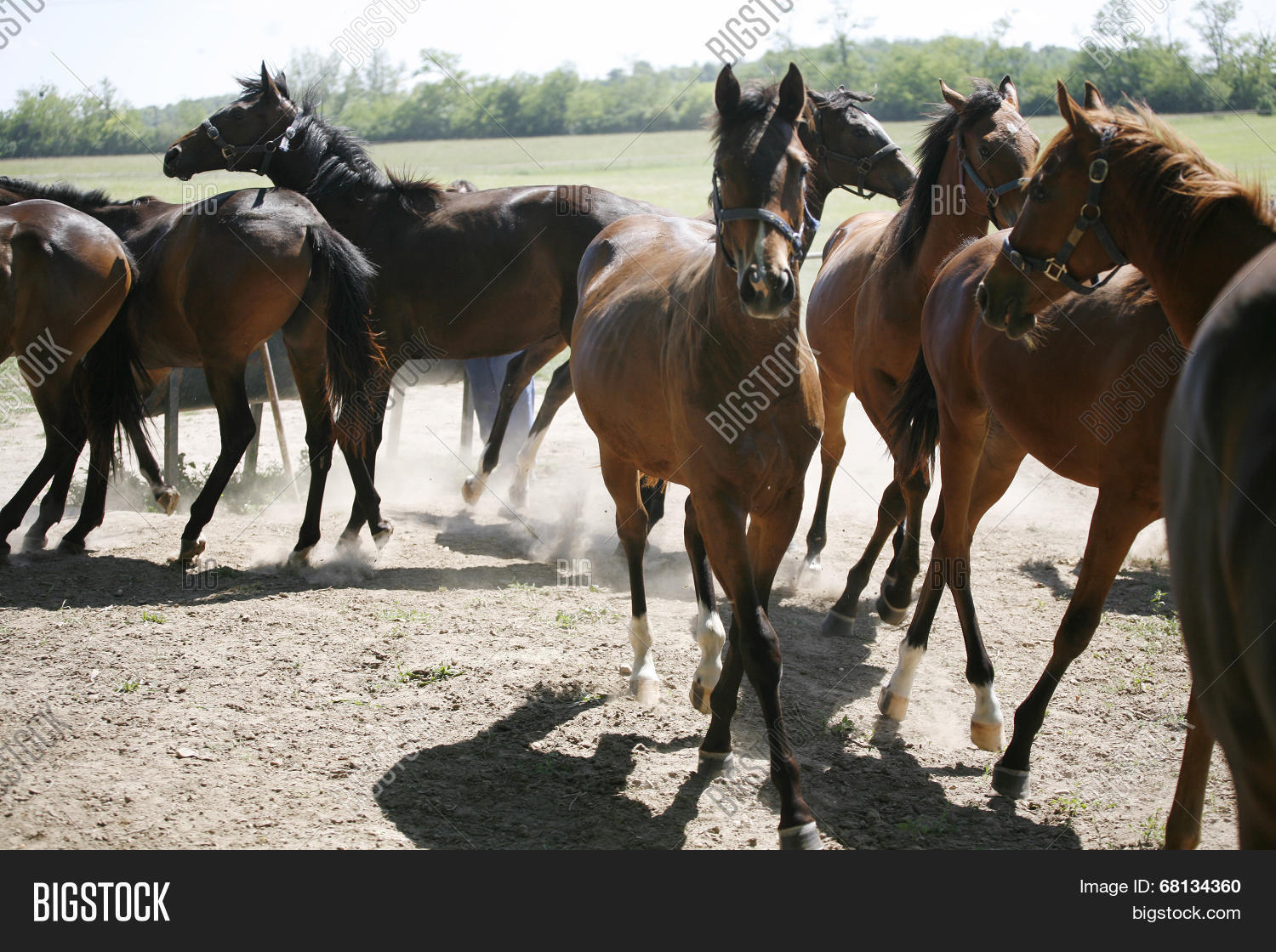 Young Purebred Horses Image & Photo (Free Trial) | Bigstock