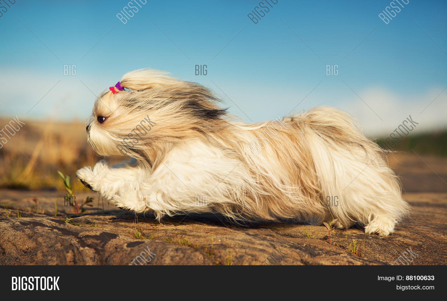 Shih Tzu Dog Fast Image & Photo (Free Trial) | Bigstock