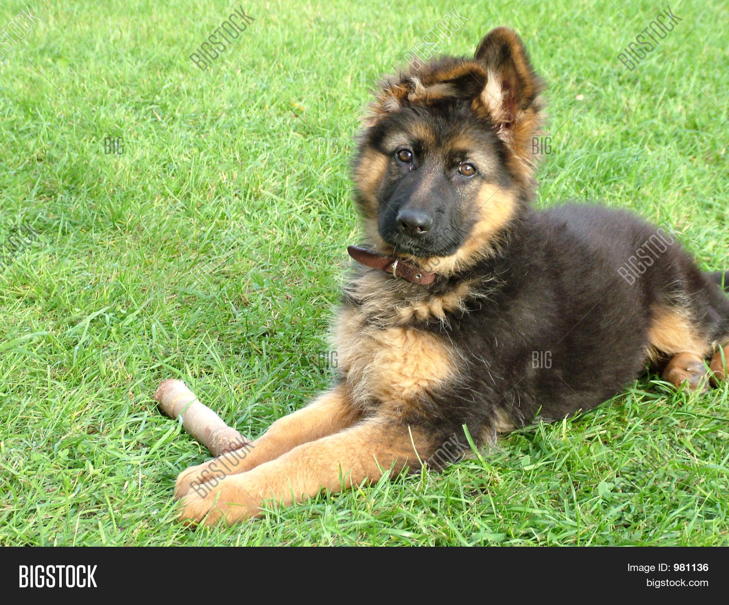 German Shepherd Image & Photo (Free Trial) | Bigstock