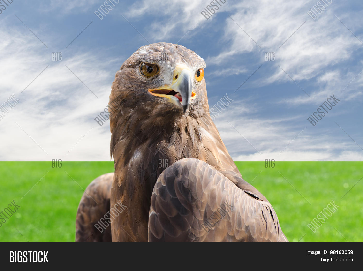 Golden Eagle Strong Image & Photo (Free Trial) | Bigstock