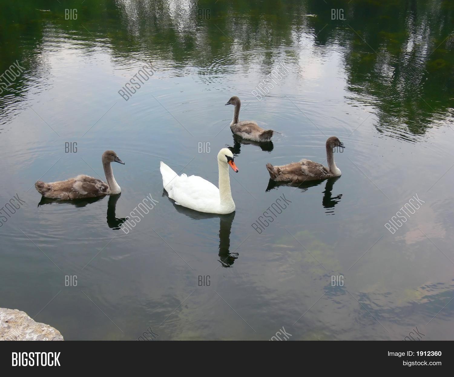 Swan Chicks 80372 Image & Photo (Free Trial) | Bigstock
