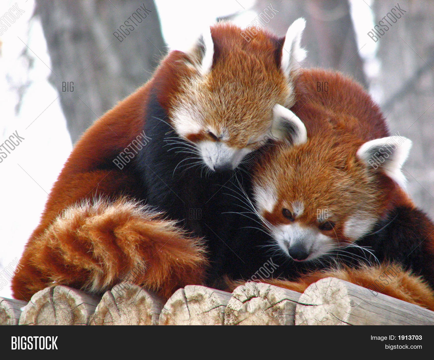 Cuddling Red Pandas