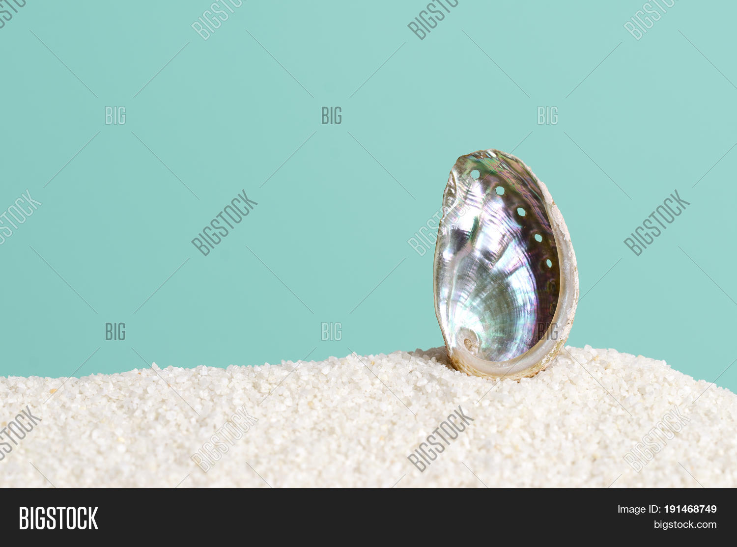 Abalone Shell On White Image & Photo (Free Trial) | Bigstock