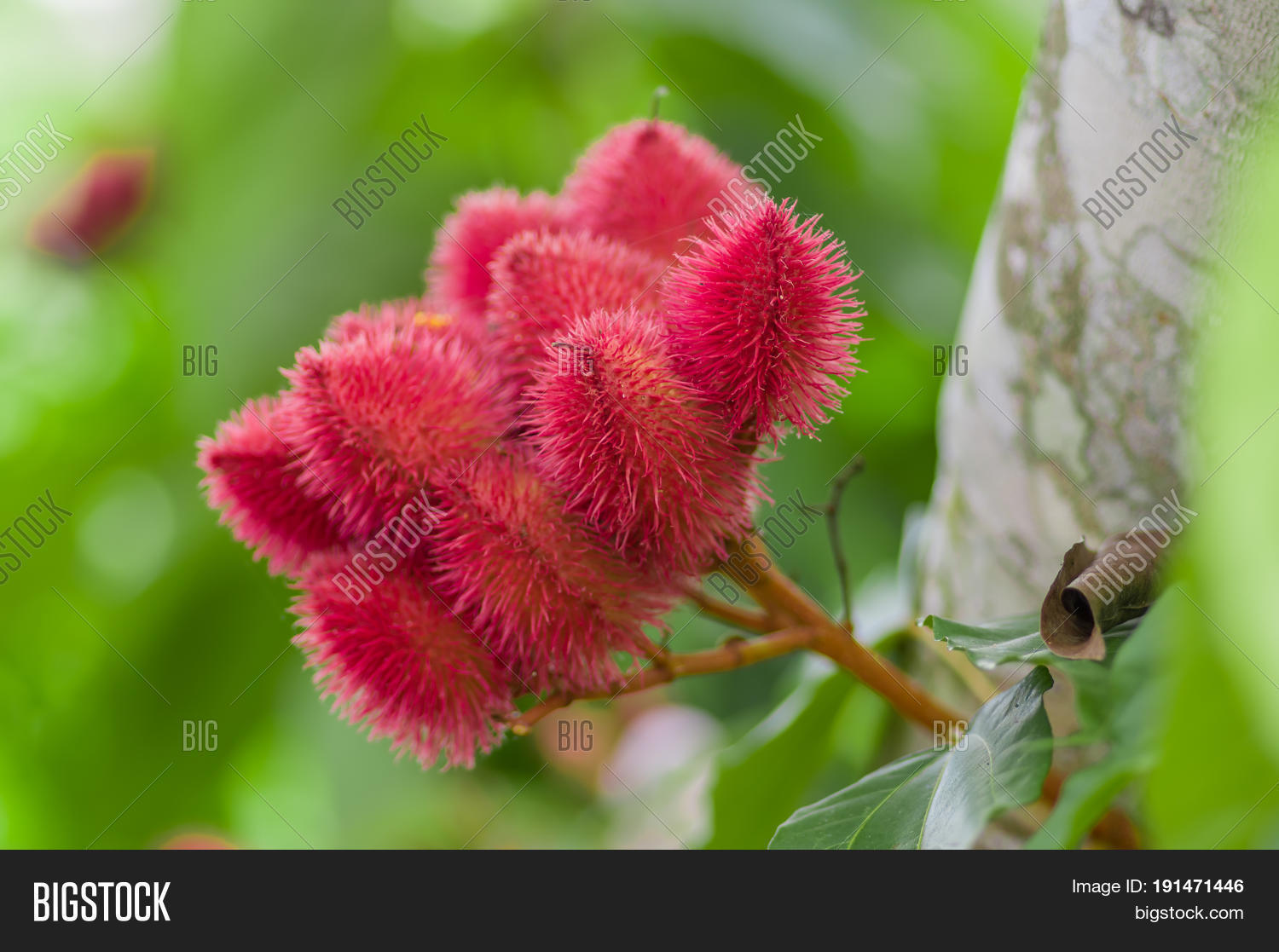 Achiote Plant Annatto Image & Photo (Free Trial) | Bigstock