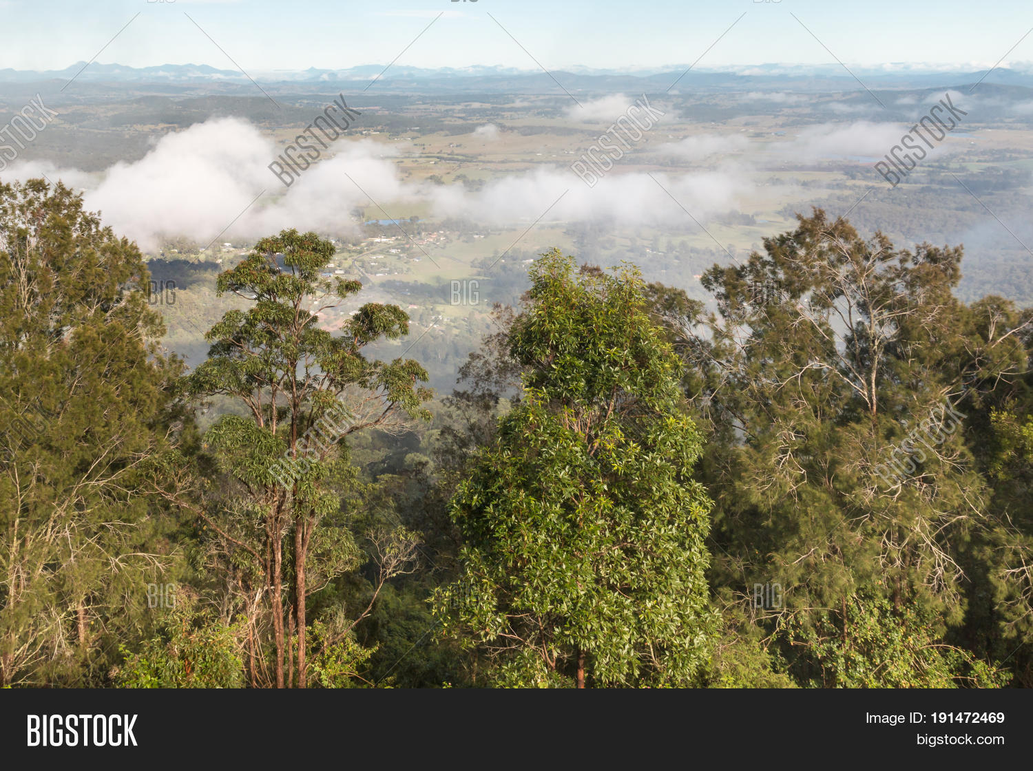 Tree Canopy Tropical Image & Photo (Free Trial) | Bigstock