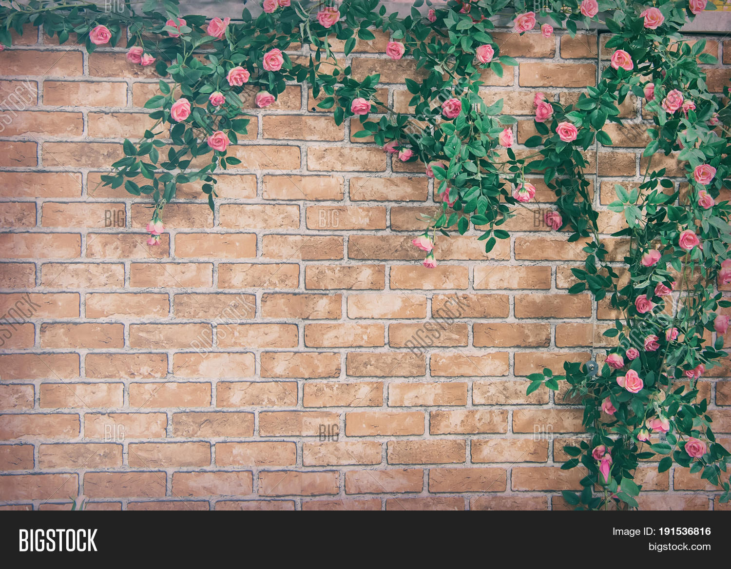 Bush Climbing Rose On Image & Photo (Free Trial) | Bigstock