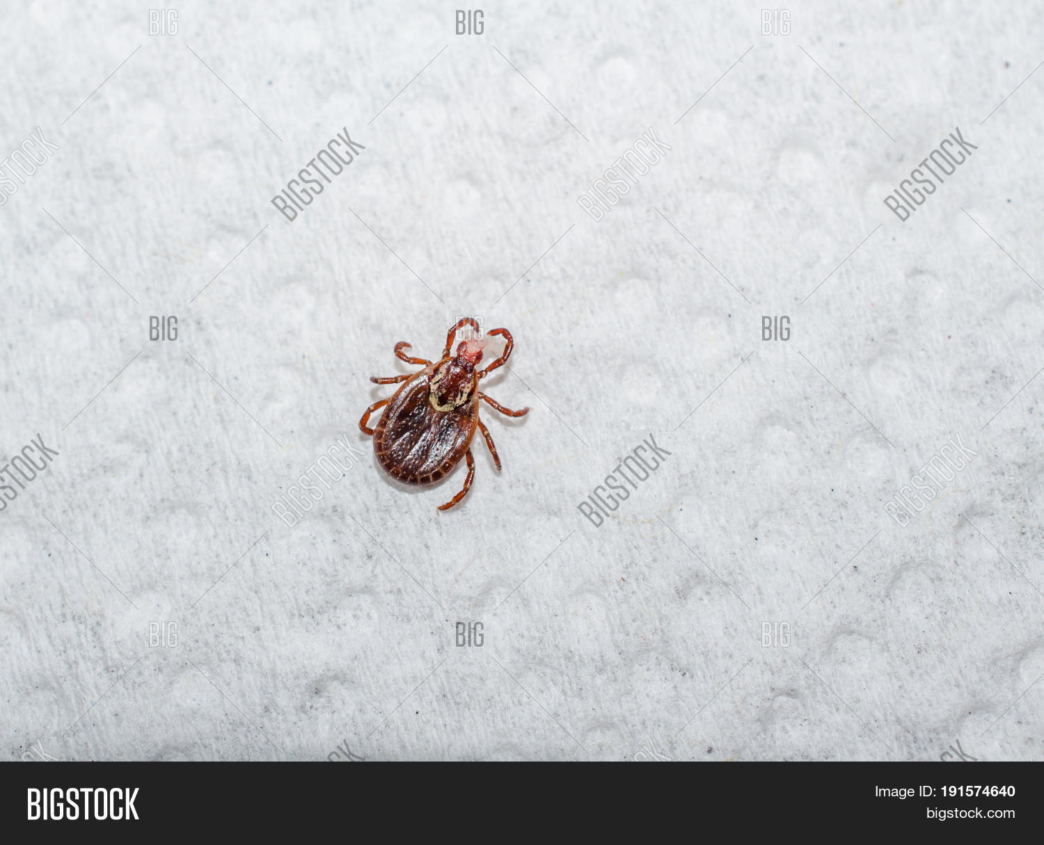 Wood Tick, Dog Tick, Image & Photo (Free Trial) | Bigstock