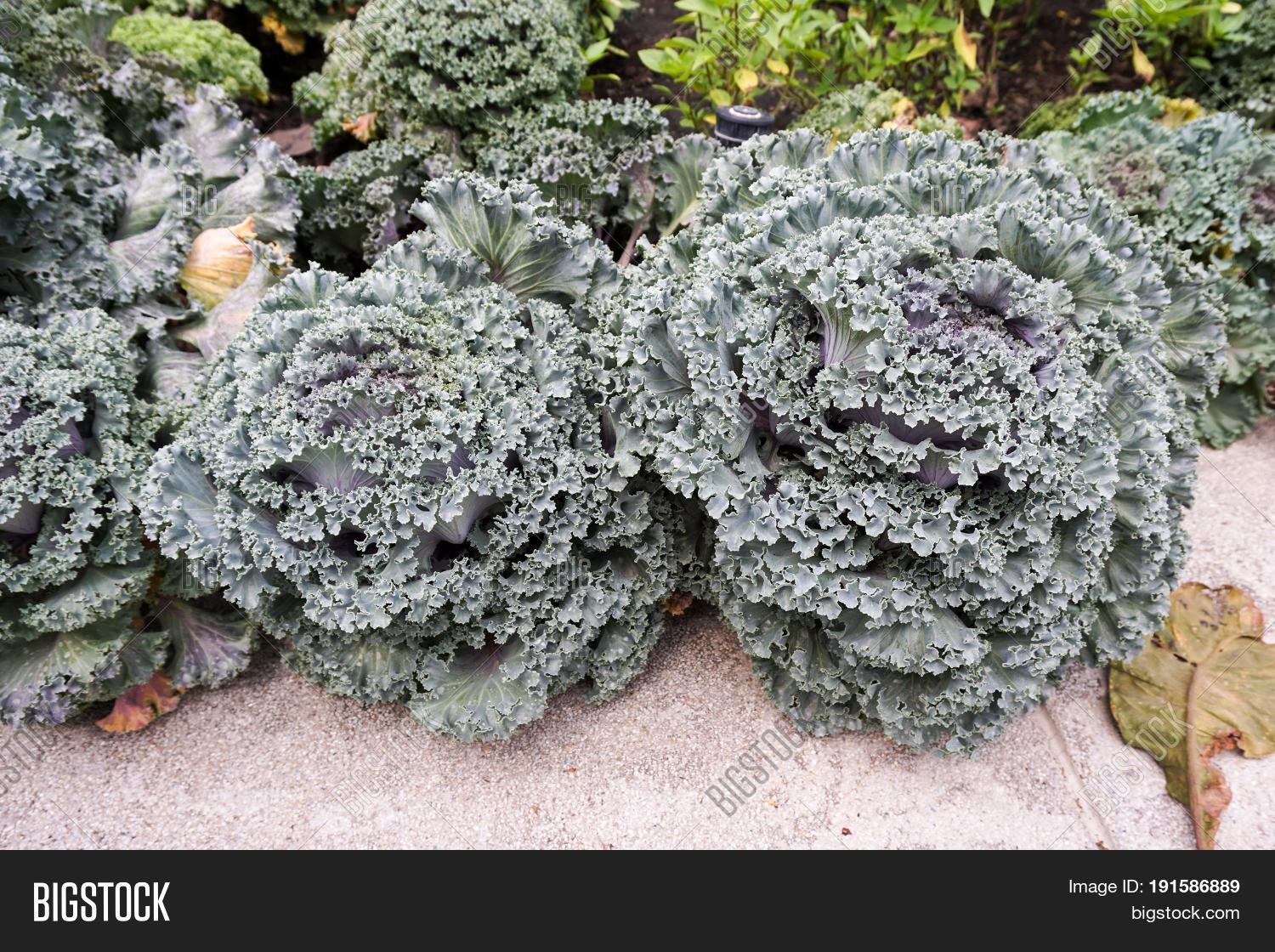 Fress Green Brassica Image & Photo (Free Trial) | Bigstock