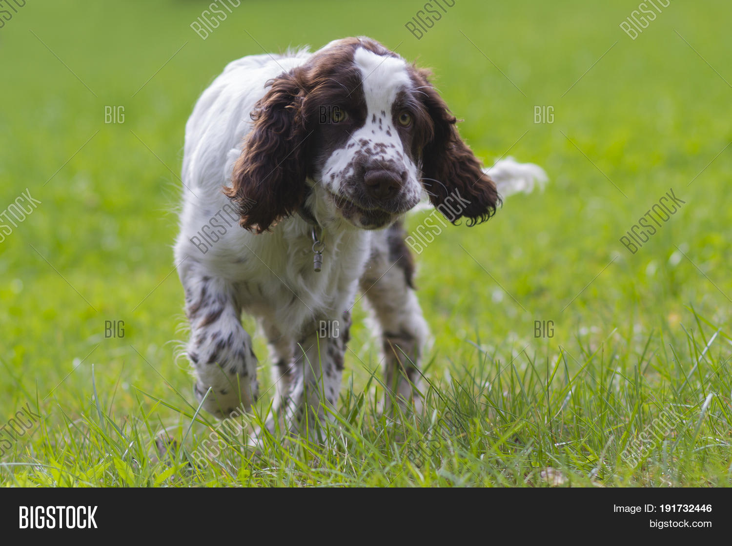 Imagen y foto English Springer (prueba gratis) | Bigstock
