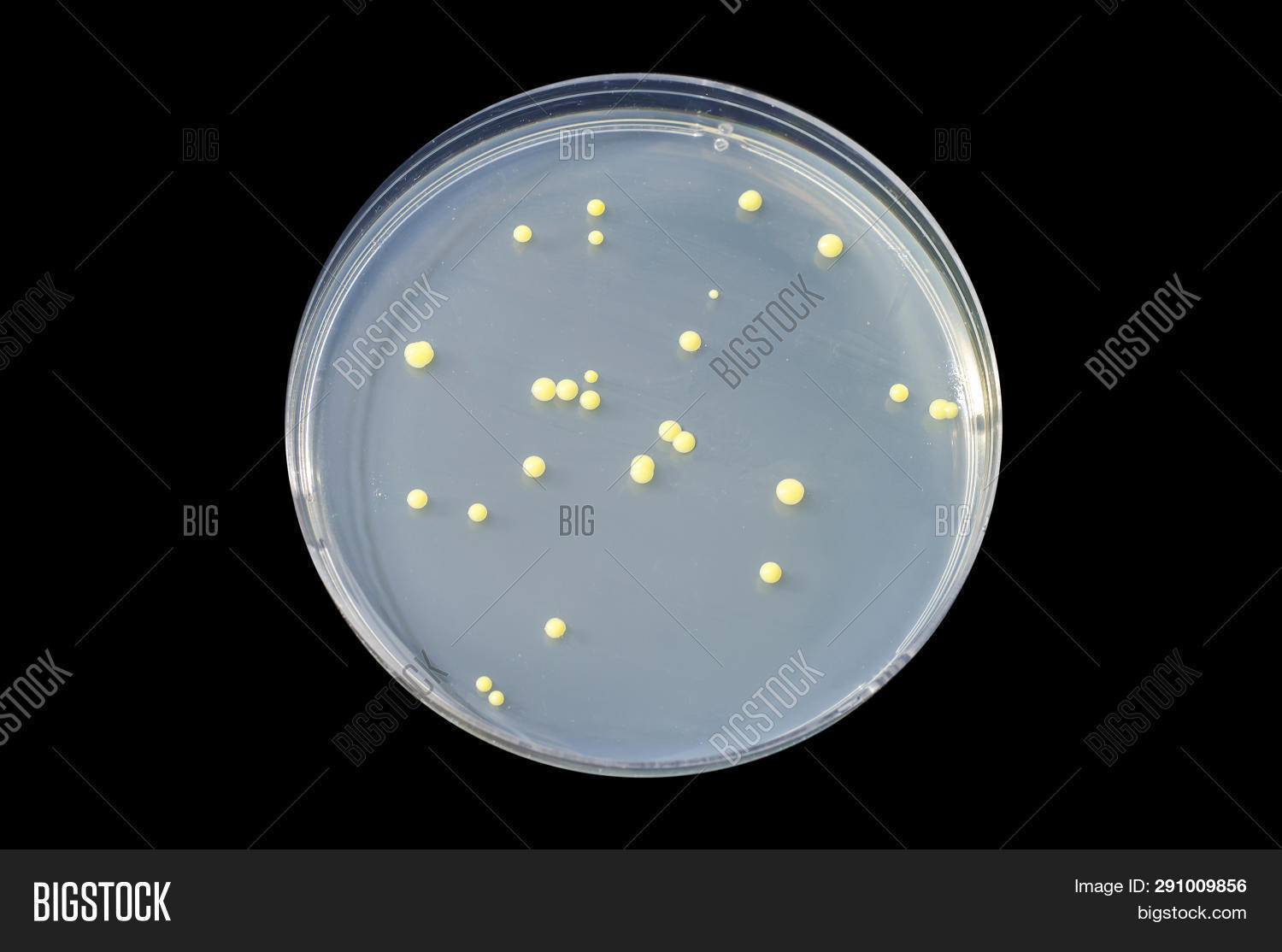 Colonies Bacteria Image & Photo (Free Trial) | Bigstock