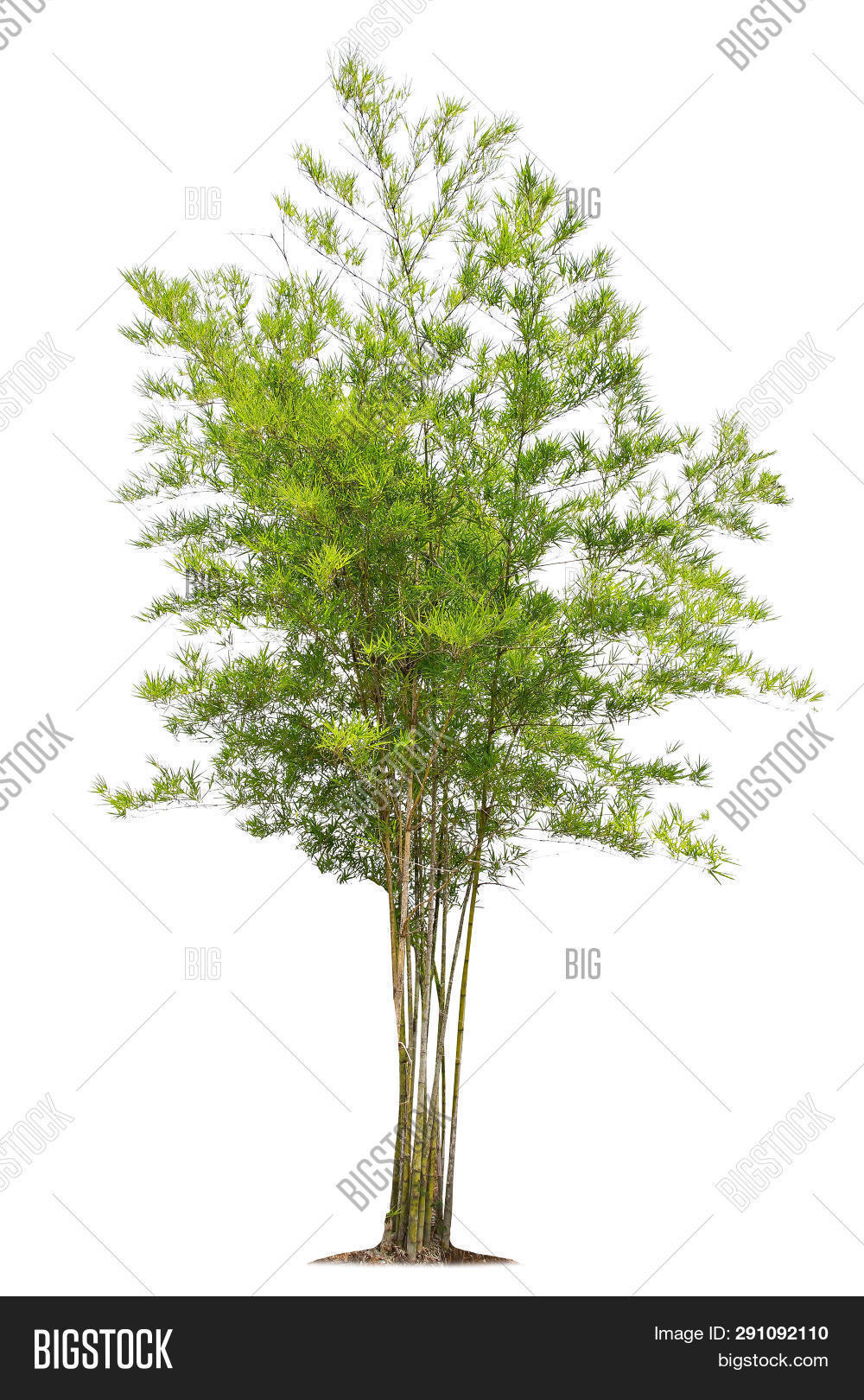 Isolated Big Bamboo Image & Photo (Free Trial) | Bigstock
