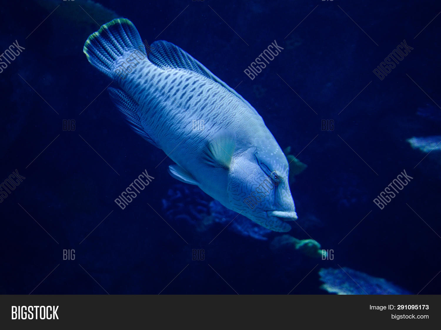 Humphead Maori Wrasse Image & Photo (Free Trial) | Bigstock