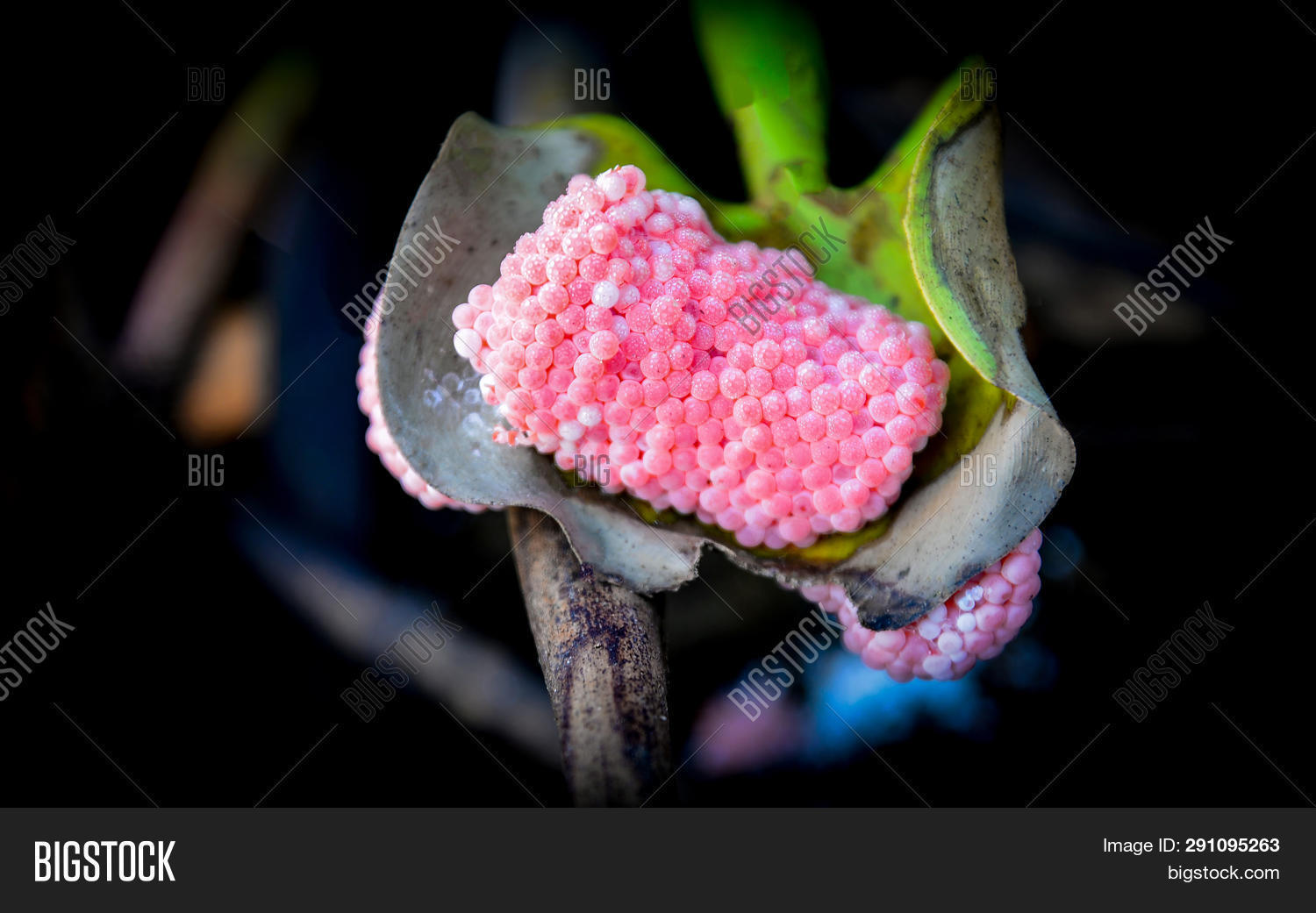 Group Pink Egg Image & Photo (Free Trial) | Bigstock