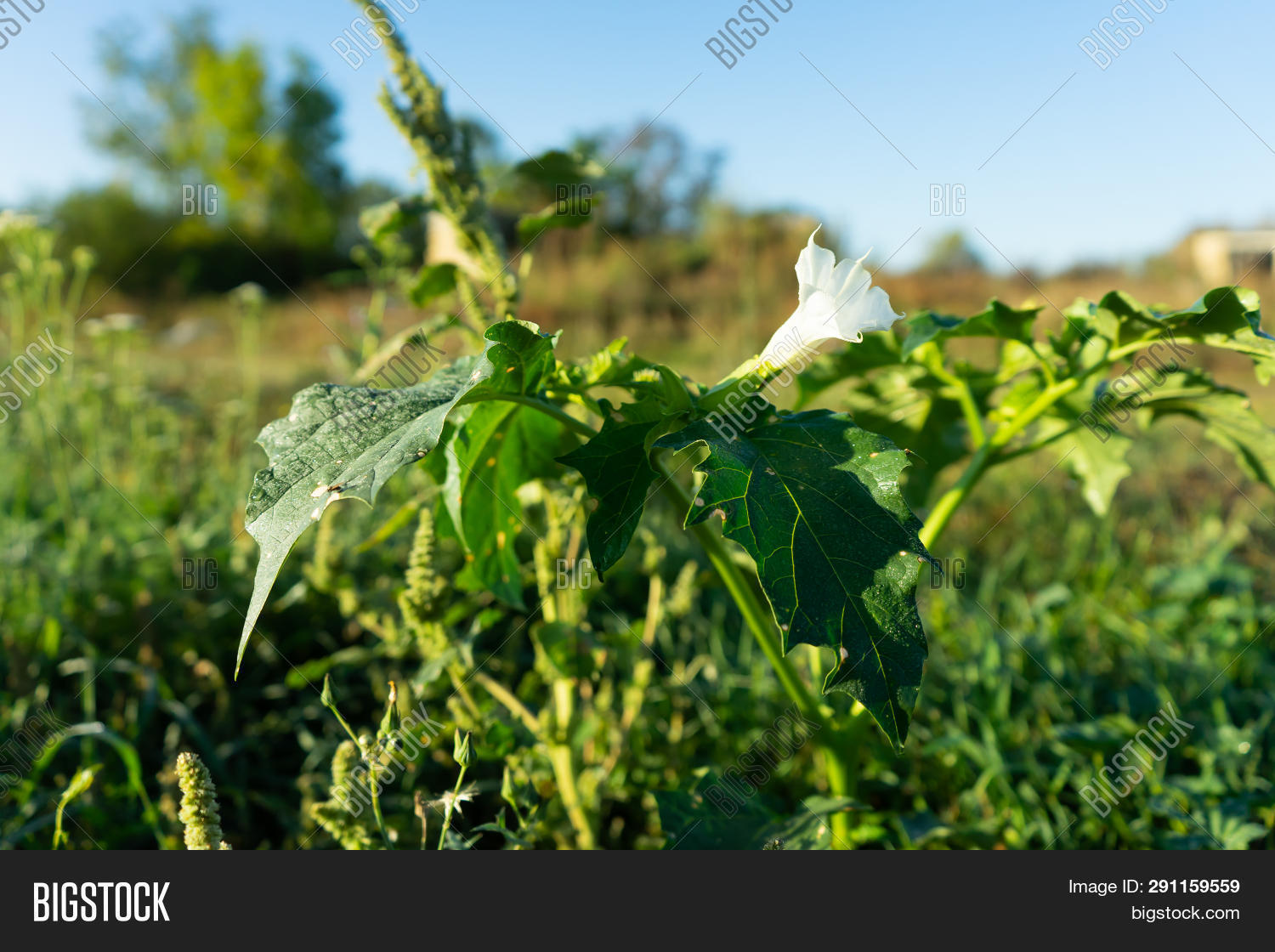 Plants Datura. Showing Image & Photo (Free Trial) | Bigstock