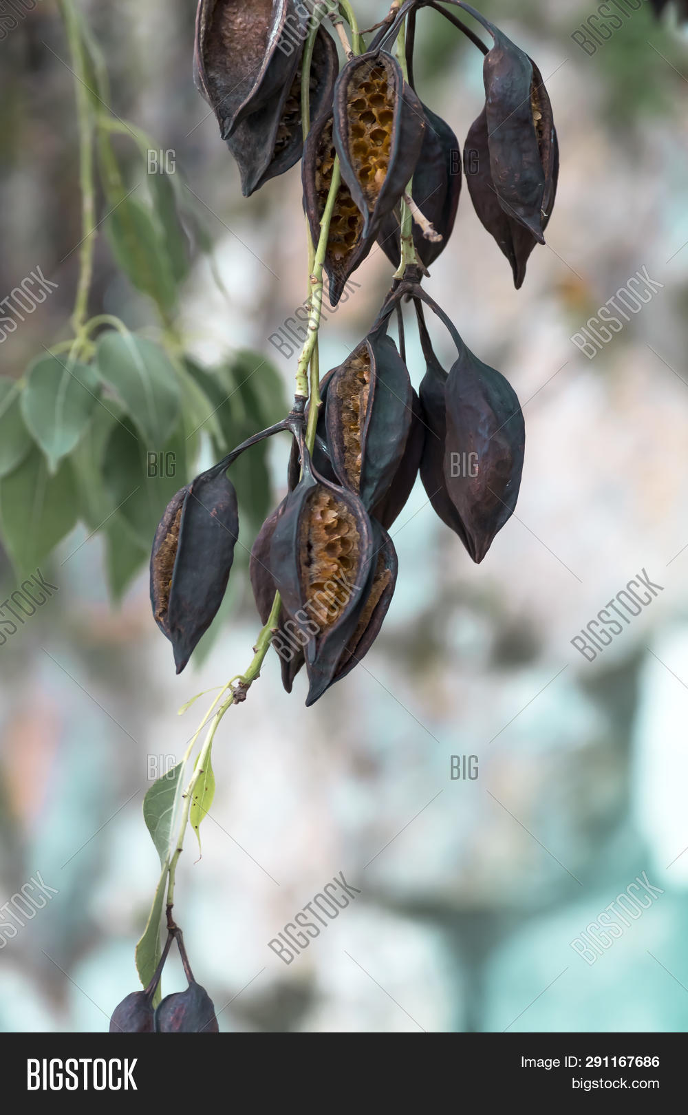 Seed Pods Hanging On Image & Photo (Free Trial) | Bigstock