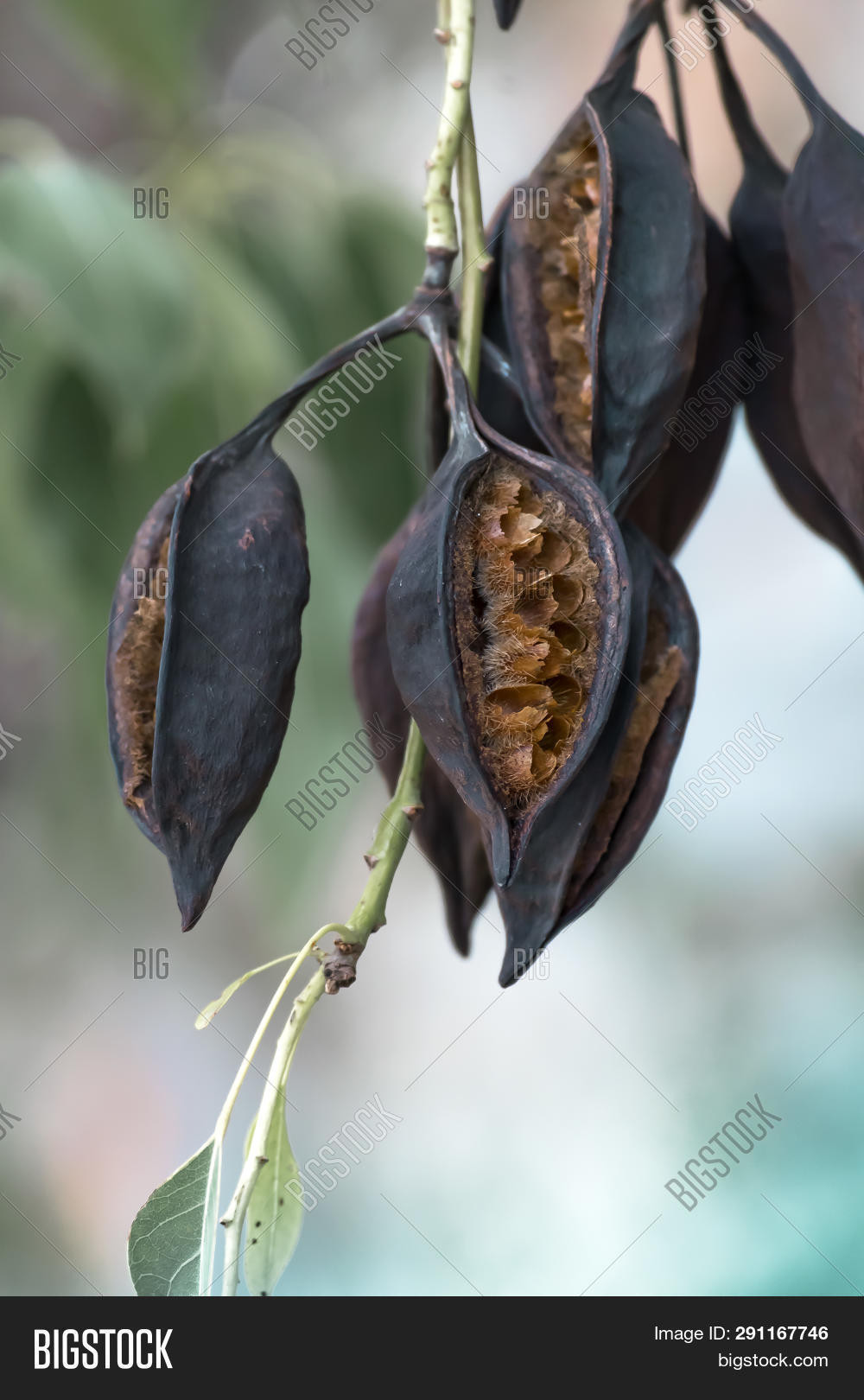 Empty Seed Pods Image & Photo (Free Trial) | Bigstock