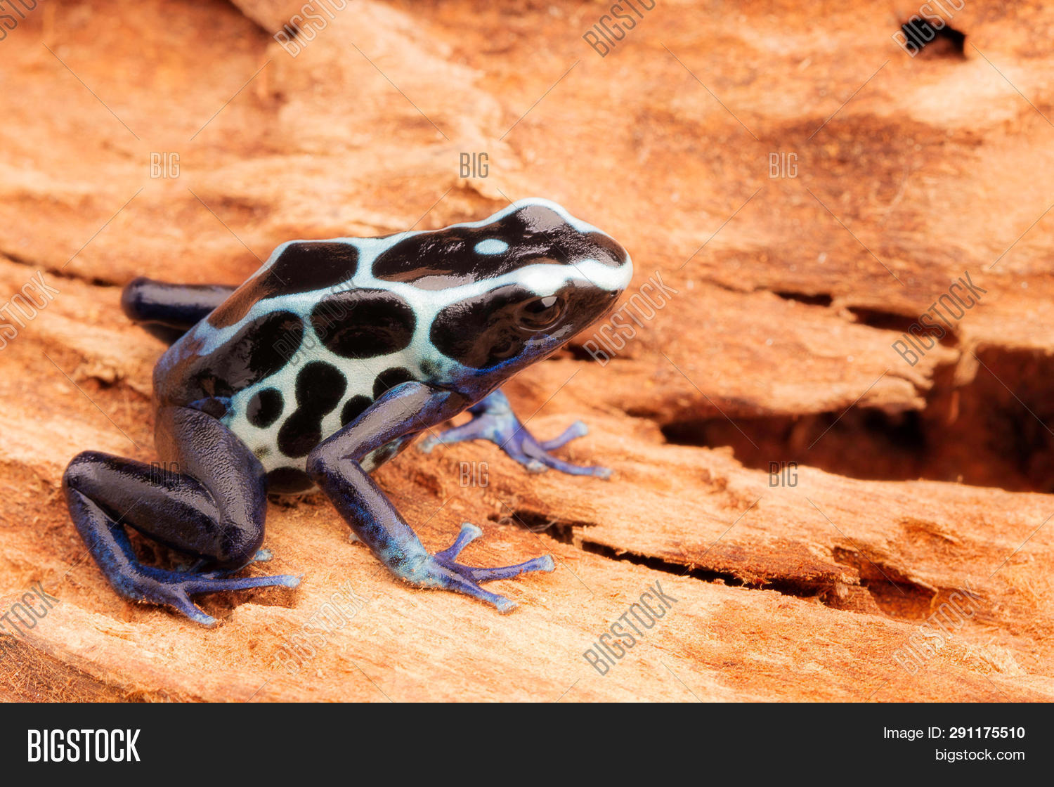 White Poison Dart Frog Image & Photo (Free Trial) | Bigstock
