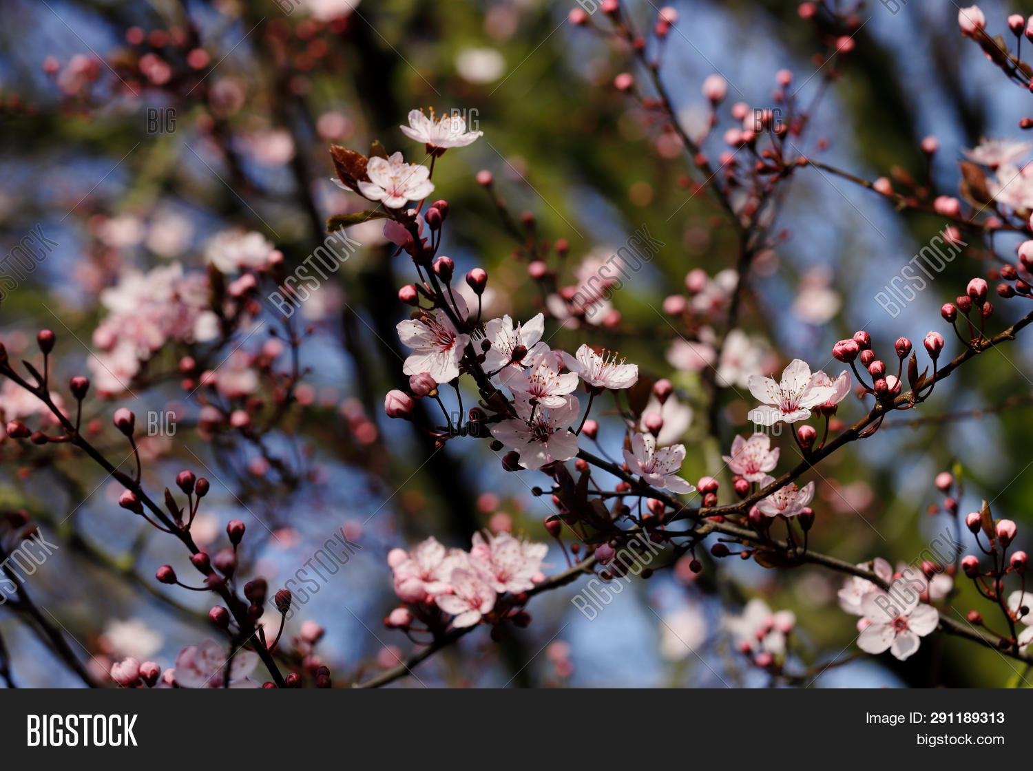 Japanese Flowering Cherry Tree Seeds Prunus Serrulata