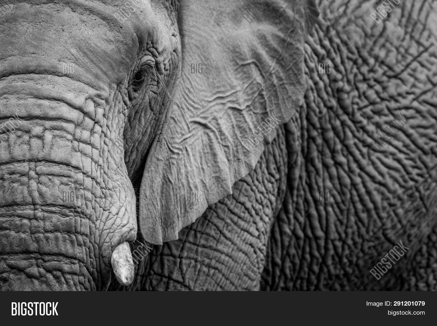 Close Half Elephant Image & Photo (Free Trial) | Bigstock