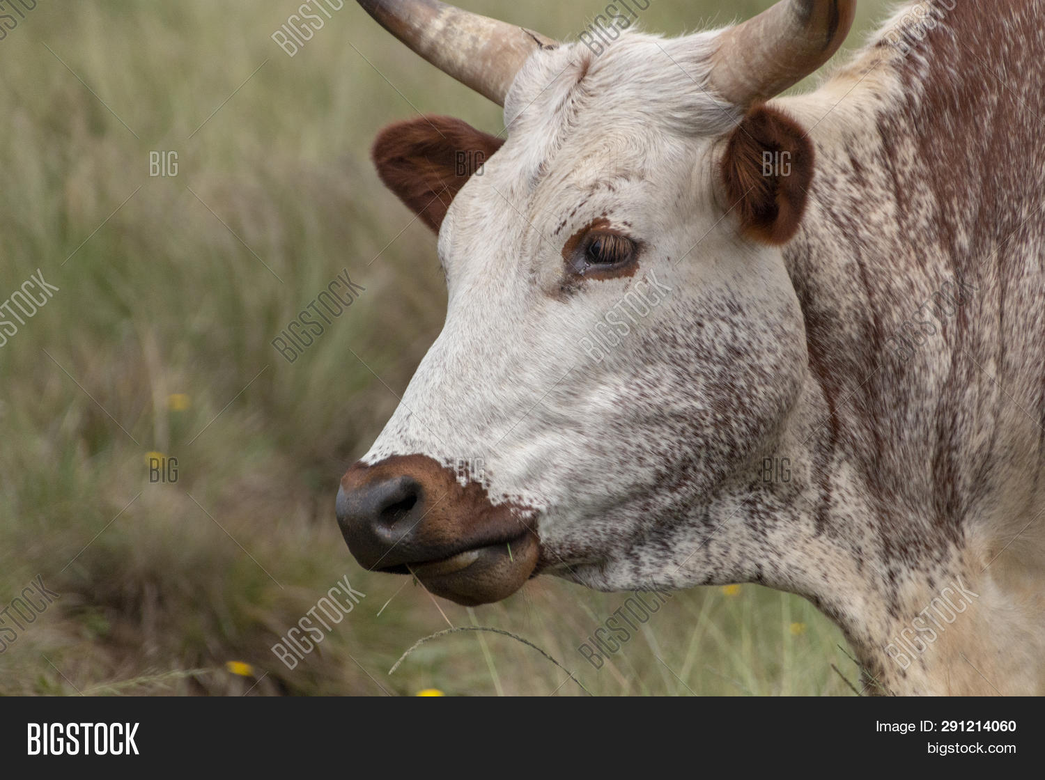 Close View Cow Medow Image & Photo (Free Trial) | Bigstock