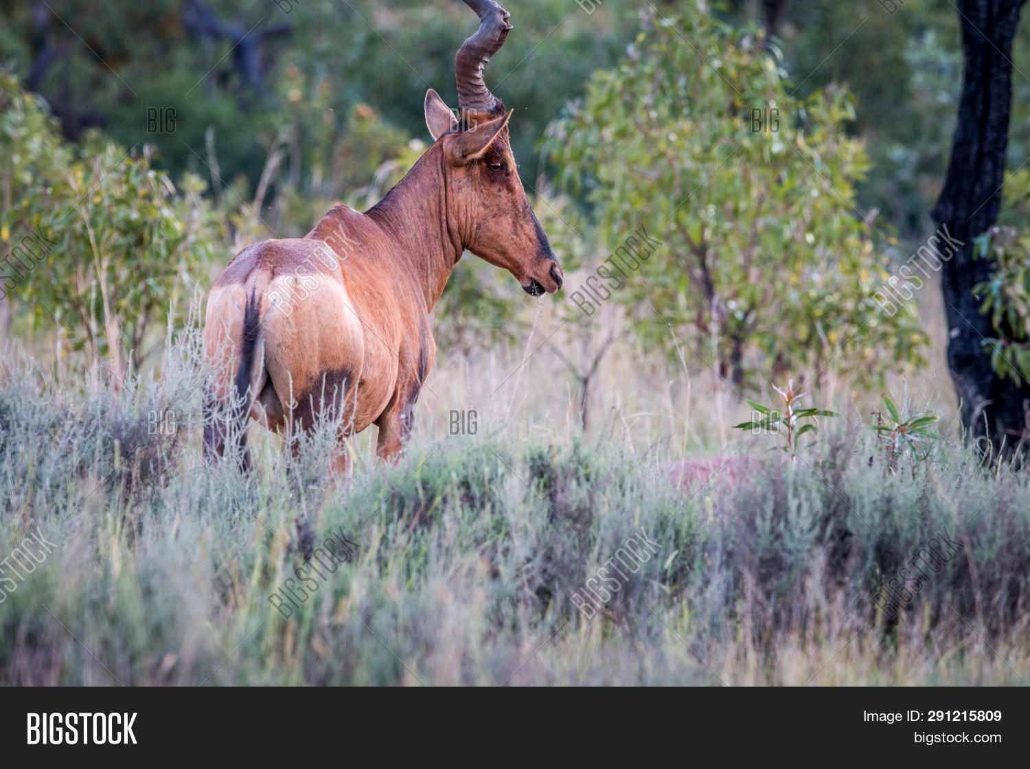 Red Hartebeest Image & Photo (Free Trial) | Bigstock
