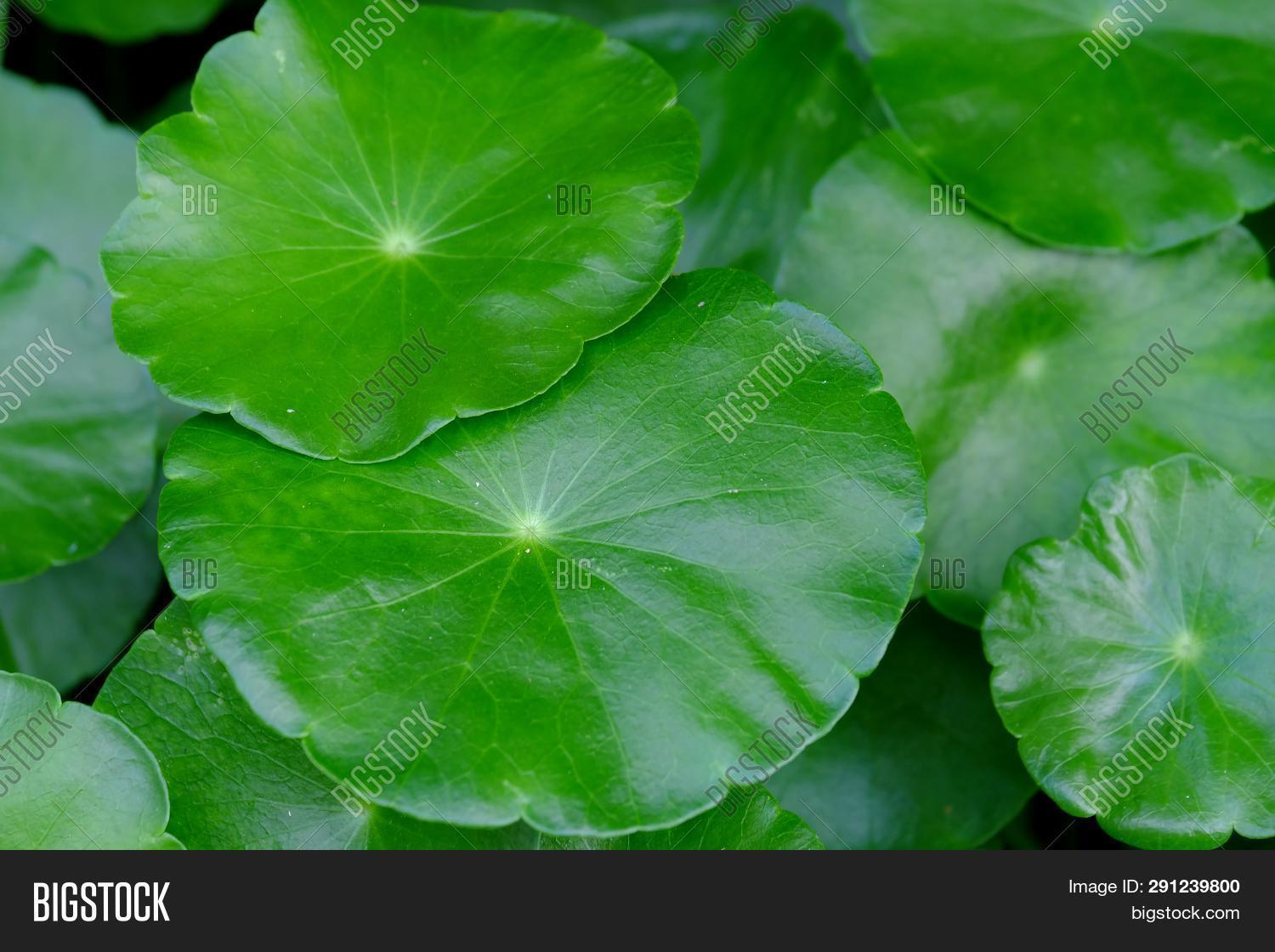 Water Pennywort Plant Image & Photo (Free Trial) | Bigstock