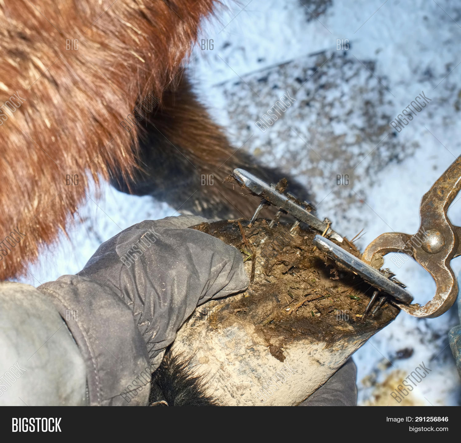 Farrier Nail Hammer On Image & Photo (Free Trial) | Bigstock
