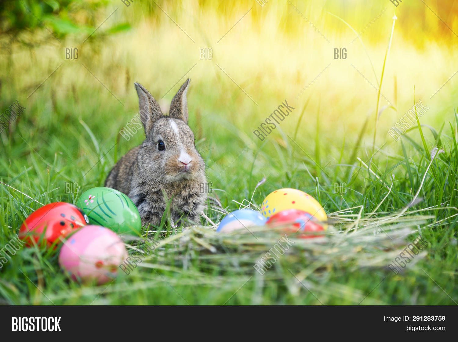 Easter Bunny Hunt Image & Photo (Free Trial) | Bigstock