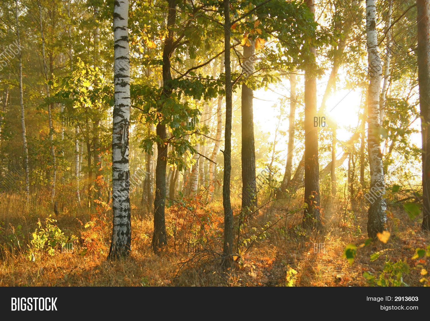 Morning Forest Image & Photo (Free Trial) | Bigstock