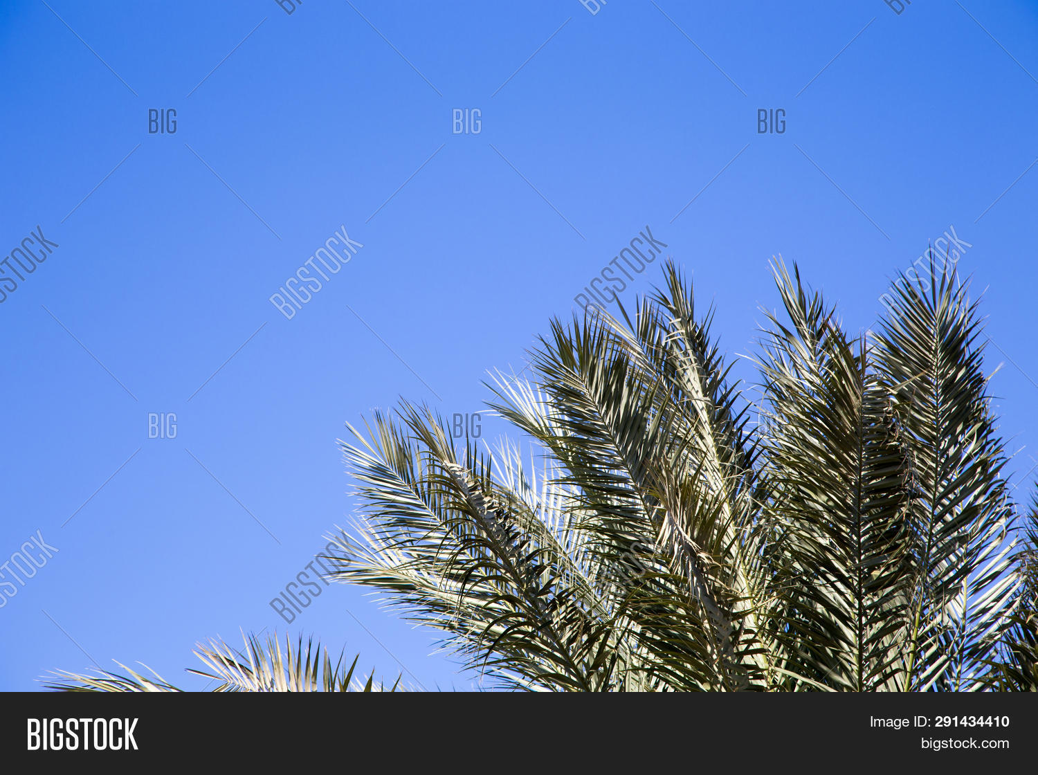 Palm Tree Background Image & Photo (Free Trial) | Bigstock