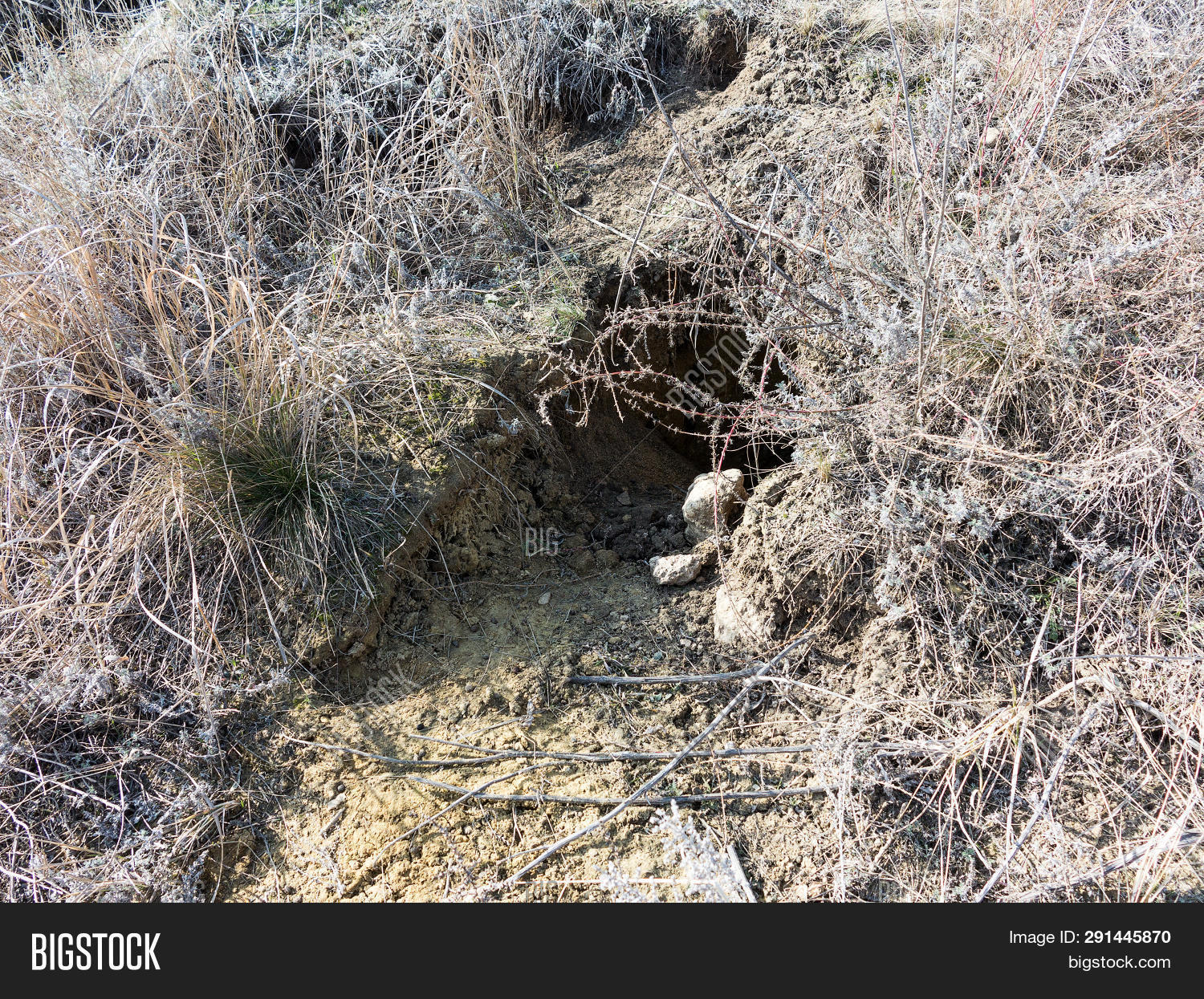 Fox Holes. Colony Image & Photo (Free Trial) | Bigstock